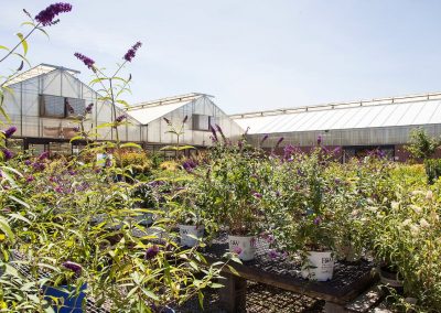 Trax Farms Greenhouse | Finleyville, PA