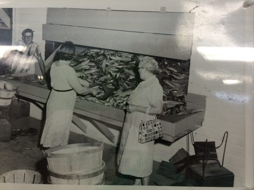 The corn chute in the late 50’s, still in operation today | Trax Farms